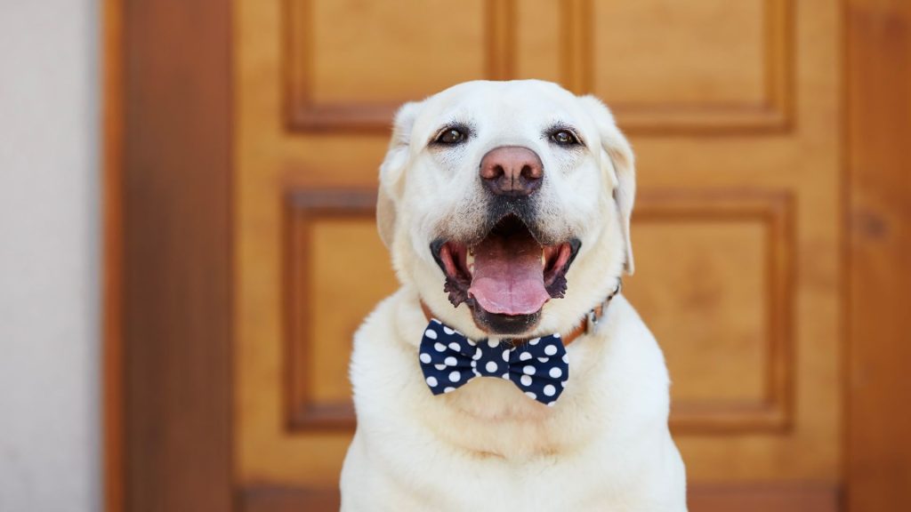 Acentuación en galego: 5 regras que che farán a vida máis doada • As ...